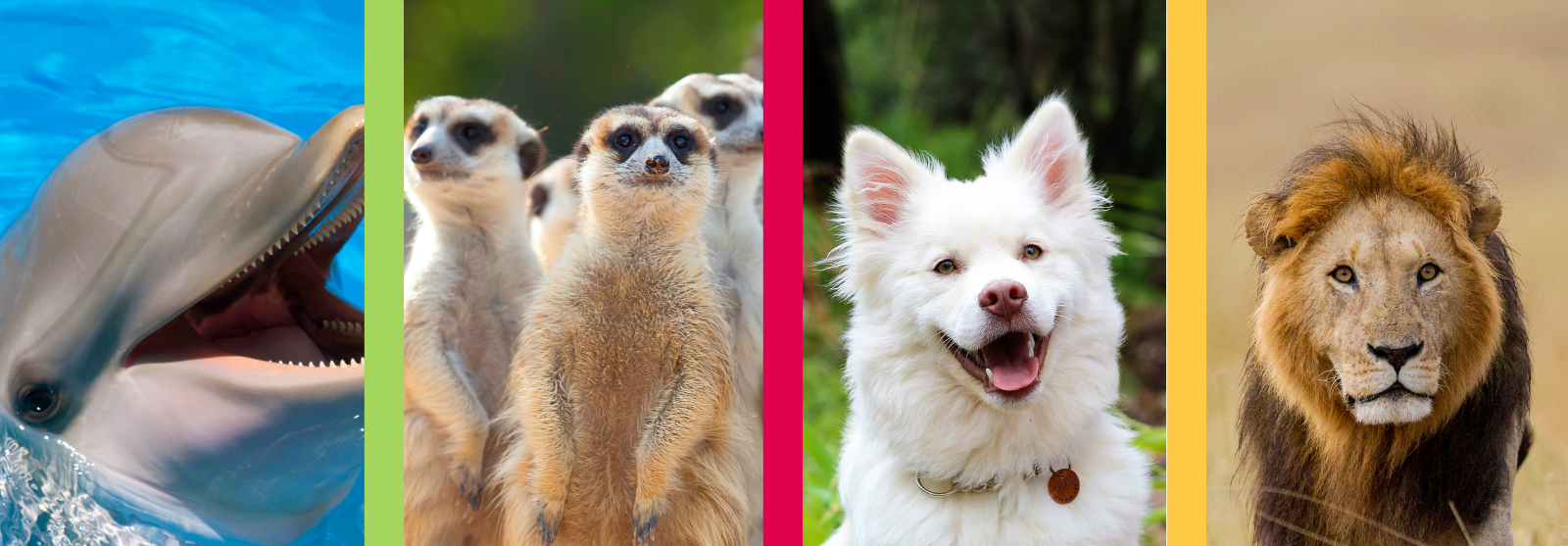 Which Animal Are You? Quiz: Ages 11-14 | Kidscape